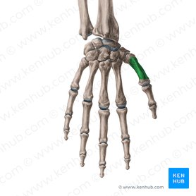 Ossos do metacarpo: Anatomia, articulações e inserções | Kenhub