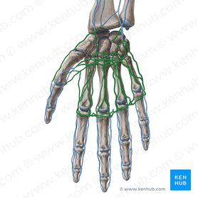 Major arteries, veins and nerves of the body: Anatomy | Kenhub