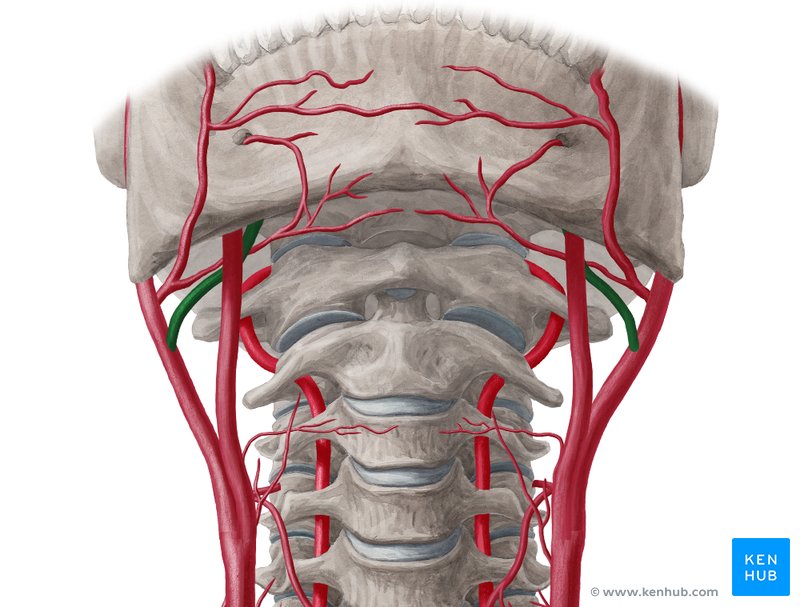 Lingual artery: Anatomy, branches, supply | Kenhub