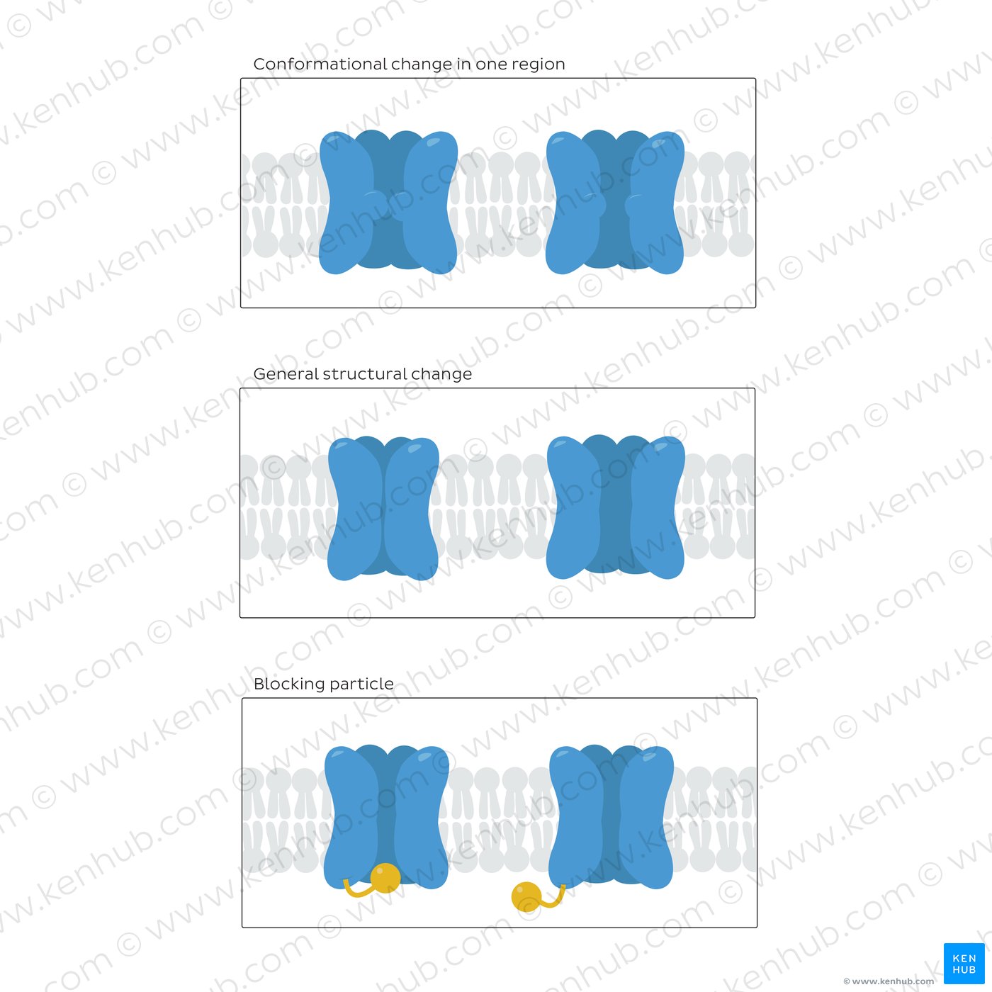 Ion channels and gradients | Kenhub