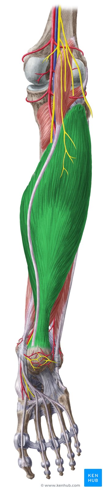 Musculus soleus (Schollenmuskel): Anatomie und Funktion | Kenhub