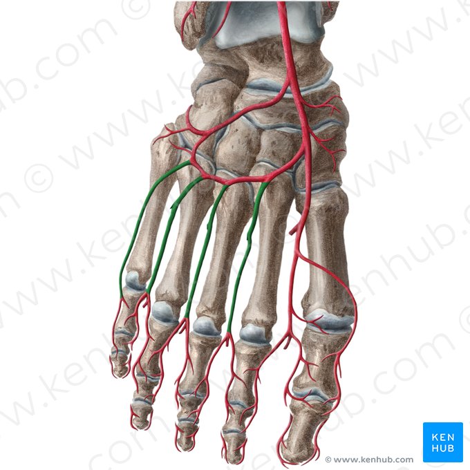 Arteries of the leg and foot: Anatomy, pathologies | Kenhub