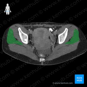 Gluteus medius: Origin, insertion, innervation, function | Kenhub
