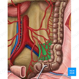 Mesenterio: Anatomía, funciones y puntos clínicos | Kenhub