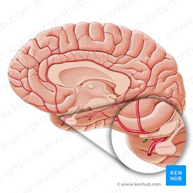 Anterior communicating artery: Anatomy, function | Kenhub