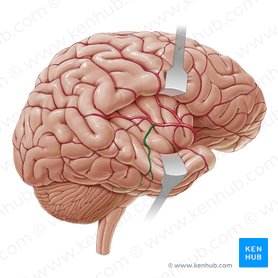 Blood supply to the brain: Anatomy of cerebral arteries | Kenhub