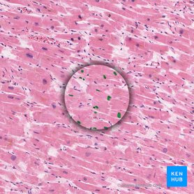Músculo cardíaco (miocardio): Histología, contracción | Kenhub