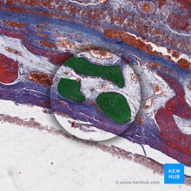 Spongy bone: Anatomy, location and function | Kenhub