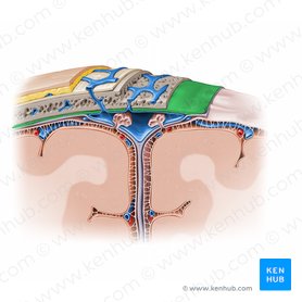 Meninges: Dura, arachnoid, pia, meningeal spaces | Kenhub