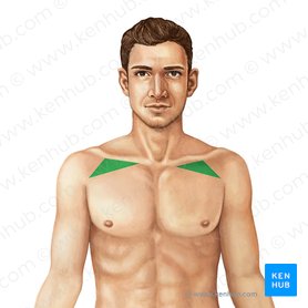 Nervus pectoralis medialis - Anatomie, Verlauf & Klinik | Kenhub