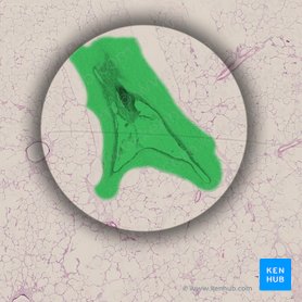 Pulmonary arteries and veins: Anatomy and function | Kenhub