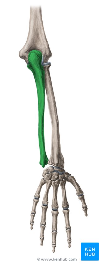 Ulna (Elle) - Anatomie, Aufbau, Gelenke, Bänder & Klinik | Kenhub