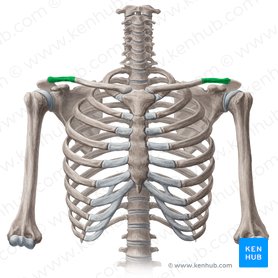 Trapezius muscle: Anatomy, origins, insertions, actions | Kenhub