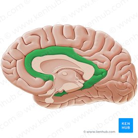 Limbic system: Anatomy | Kenhub