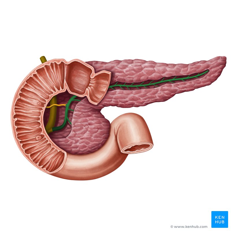 pancreatic ducts function