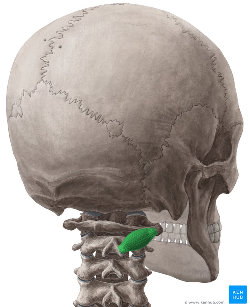 Oblíquo inferior da cabeça: Origem, inserção, ação | Kenhub