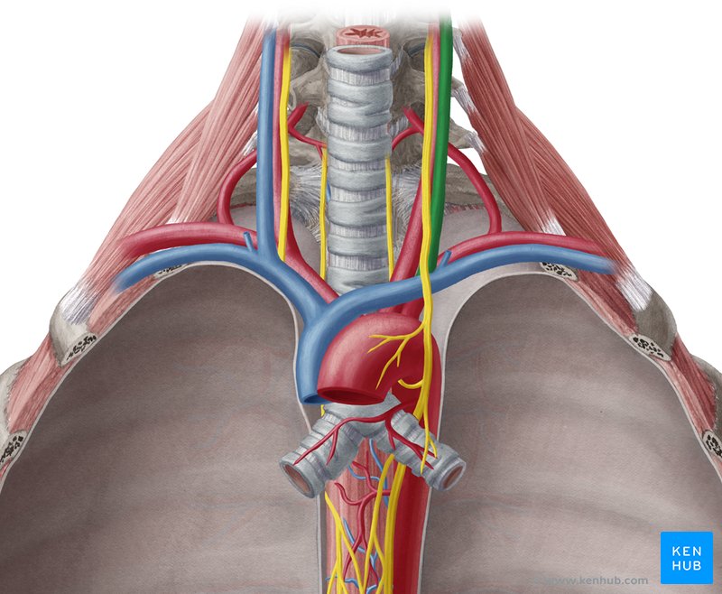 Vena jugularis interna - Anatomie und Klinik | Kenhub