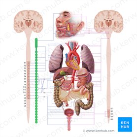 Sympathetic nervous system: Definition, anatomy, function | Kenhub