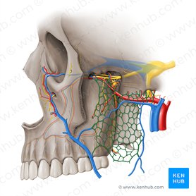 Soft palate: Structure, muscles, function | Kenhub