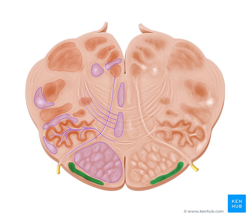Medulla oblongata: Anatomy and clinical aspects | Kenhub