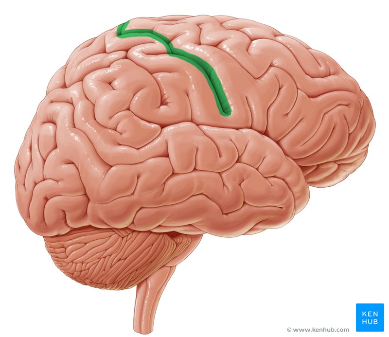 Sulcus centralis: Anatomie, Lage und Inhalt | Kenhub