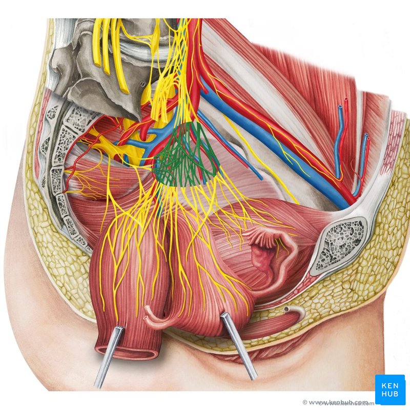 hypogastric nerve function