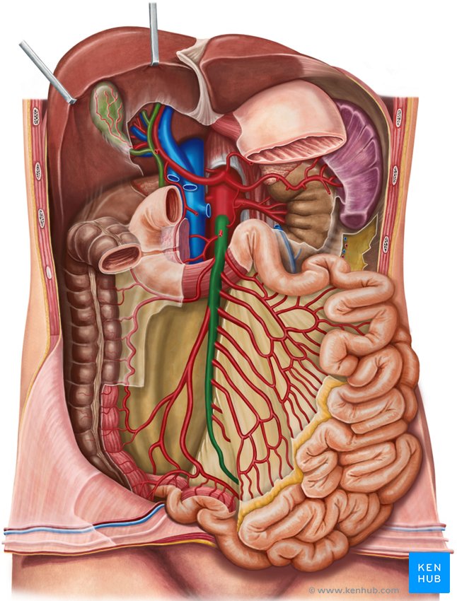 Superior mesenteric artery: Anatomy | Kenhub