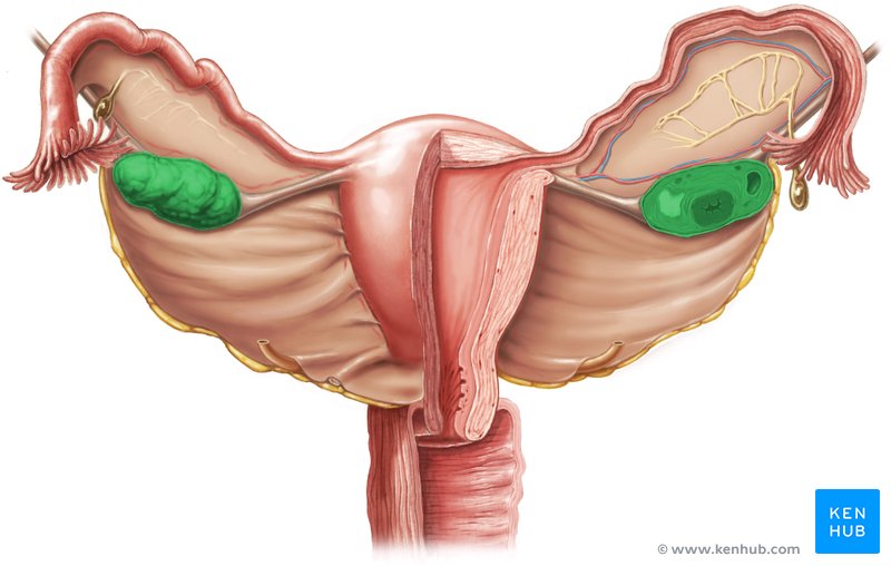 diagram of ovaries in human body