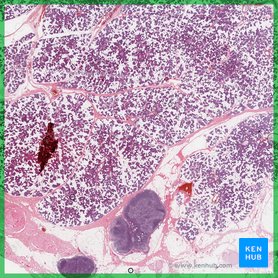 Glândula parótida: o que é, anatomia, função e inervação | Kenhub