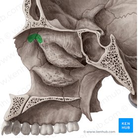 Ostiomeatal complex: Anatomy and boundaries | Kenhub