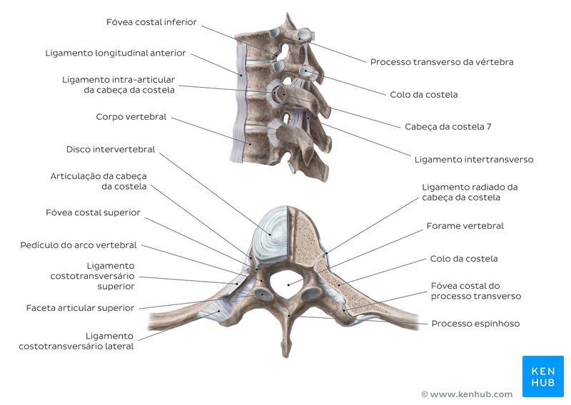 Coluna vertebral: Anatomia, vértebras, articulações | Kenhub