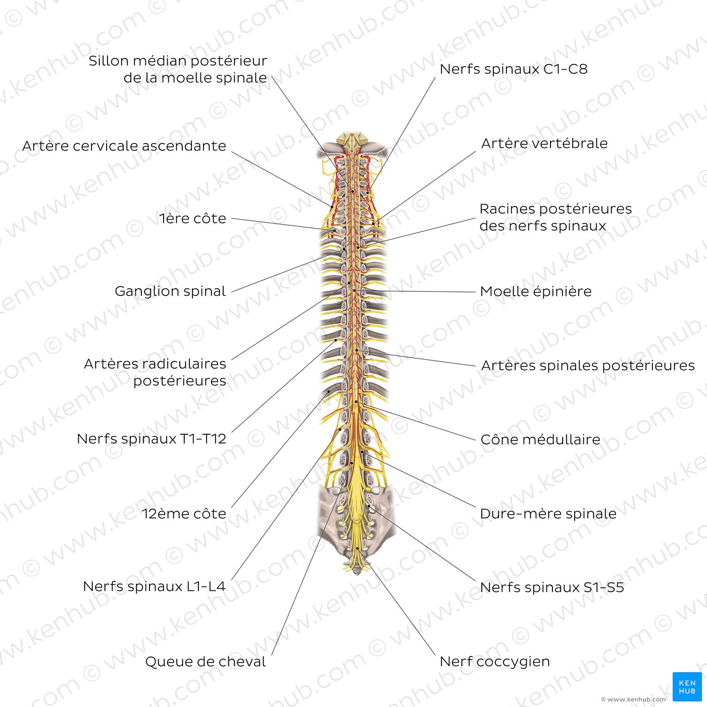 Moelle spinale : Anatomie, structure, tractus et fonction | Kenhub