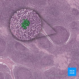 Lymphocytes: Histology and function | Kenhub