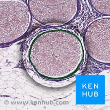 Perineurium: Anatomy, location and function | Kenhub