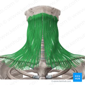 Facial muscles: Anatomy, function and clinical cases | Kenhub