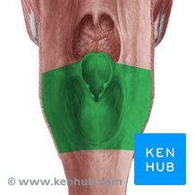 recessus piriformis deutsch