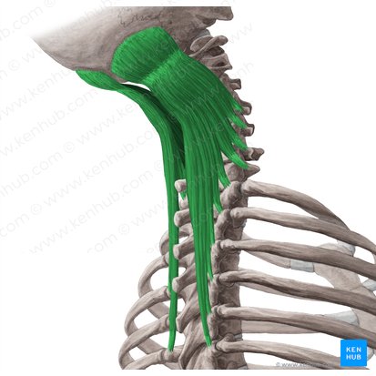 Musculus semispinalis - Anatomie & Funktion | Kenhub