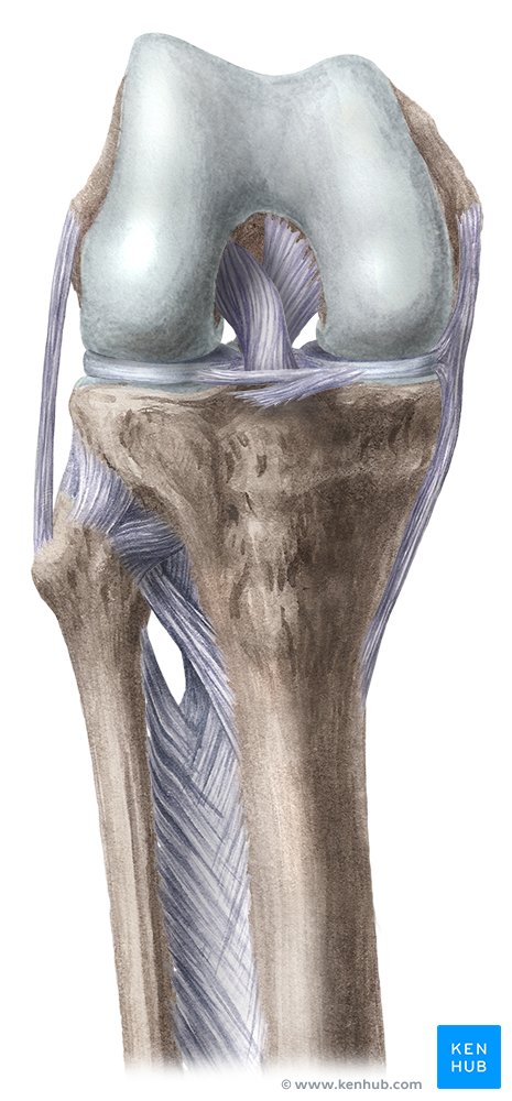 tibia hueso función