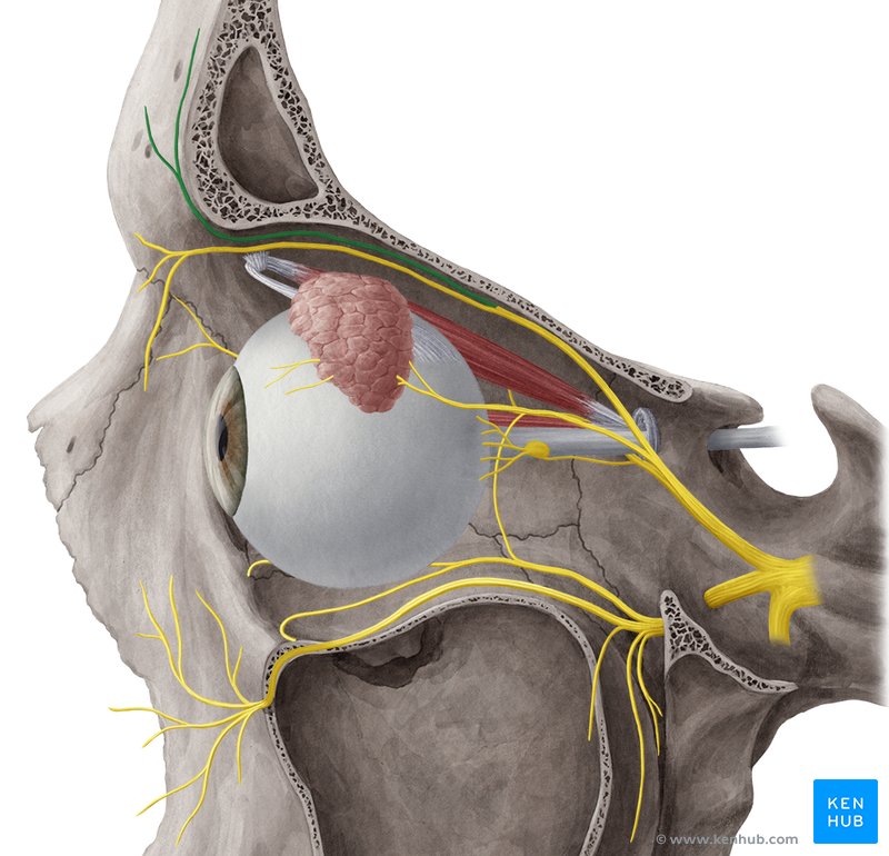 Supraorbital nerve: anatomy and function | Kenhub