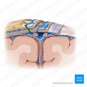 Superior sagittal sinus: Anatomy, tributaries, drainage | Kenhub