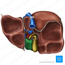 Liver: Functional division, lobes and segments | Kenhub