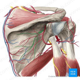 Suprascapular nerve: origin, course and function | Kenhub