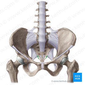 Sacrococcygeal junction: Anatomy, function | Kenhub