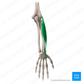 The superficial posterior forearm muscles: Anatomy | Kenhub