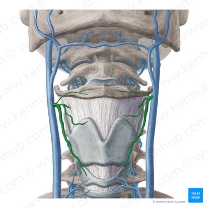 Vena yugular interna: Origen, trayecto, drenaje | Kenhub
