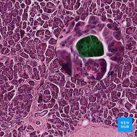Histología del páncreas: Partes exocrinas y endocrinas | Kenhub