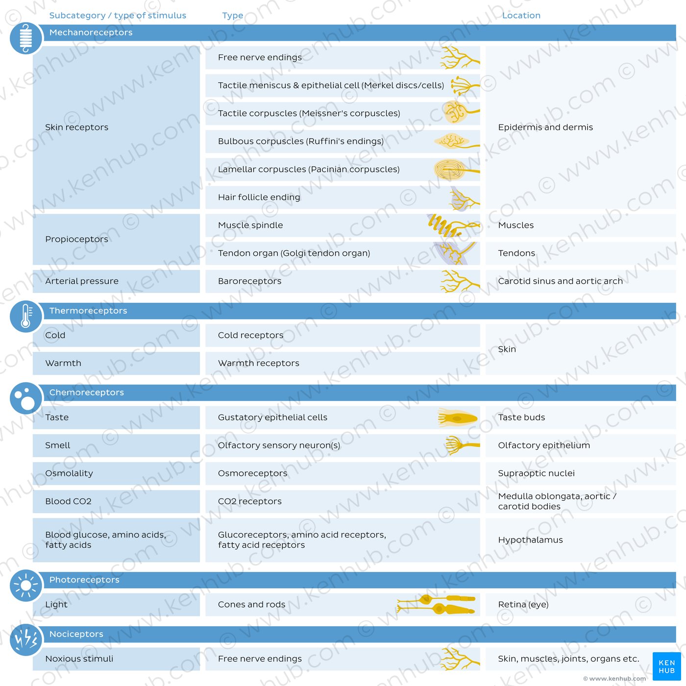 Sensory receptors: definition, types, adaption | Kenhub