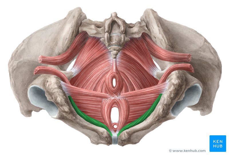 ischiocavernosus muscle function