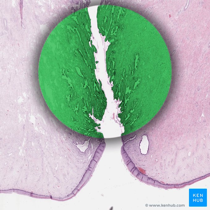 Endocervix: Anatomy, histology and structure | Kenhub