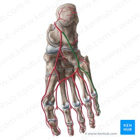 Fußsohle: Fußmuskeln der Mittelloge + Plantarfasziitis | Kenhub